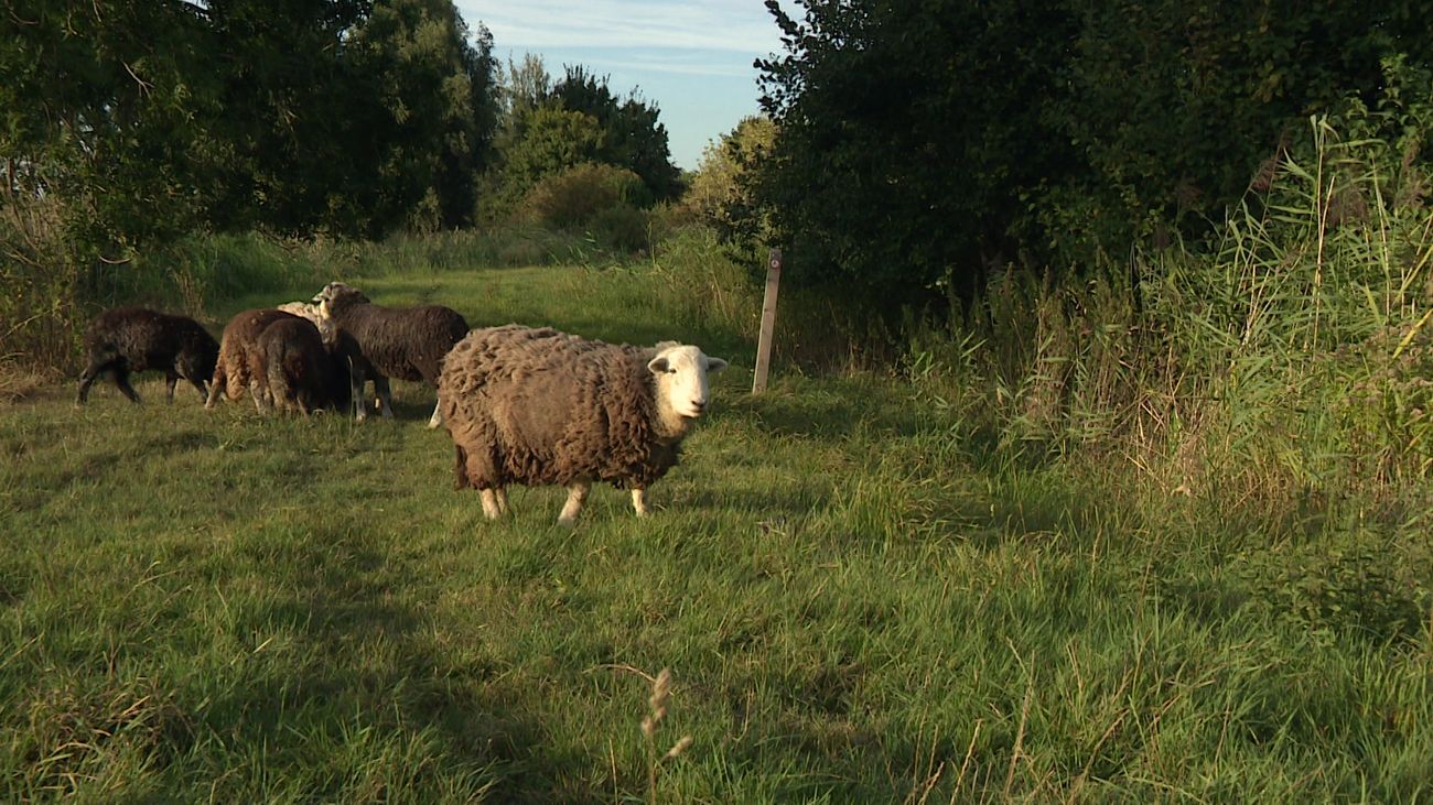 Omroep Flevoland - Nieuws - Schaap in Kromslootpark doodgebeten door hond