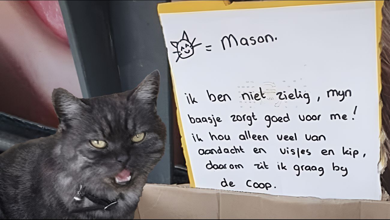 Omroep Flevoland - Nieuws - Vermiste kat Mason uit Emmeloord ...