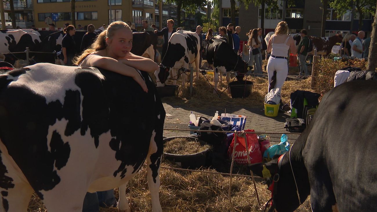 Omroep Flevoland - Nieuws - Zeewolde viert 35e Pinkendag: koeien ...