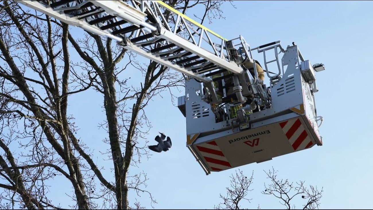 Omroep Flevoland - Nieuws - Bijzonder klusje voor de brandweer: duif ...