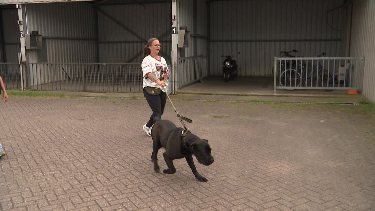 Omroep Flevoland - Nieuws - 'Hoog-risicohondenschool moet weg en vindt ...